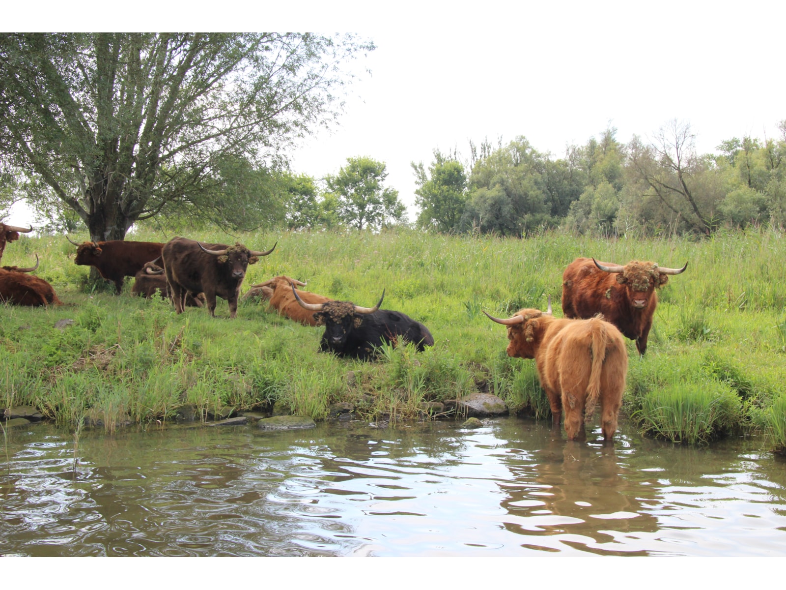 FLUISTERSTIL VAREN DOOR DE BIESBOSCH - watersport-tv